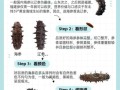 辽宁海参品牌排行榜_如何挑选正宗辽参