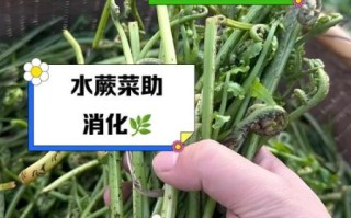 水蕨菜的功效与作用_孕妇能吃吗