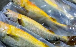 黄花鱼养殖技术_黄花鱼养殖成本利润