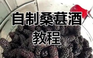 桑葚酒怎么做_桑葚酒家庭酿制方法