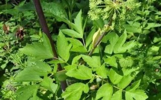 当归长什么样_当归植株图片怎么辨认