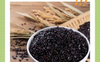 黑米减肥七天瘦十斤_真的靠谱吗