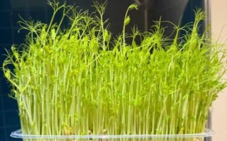 土培豌豆苗怎么种_豌豆苗几天能发芽