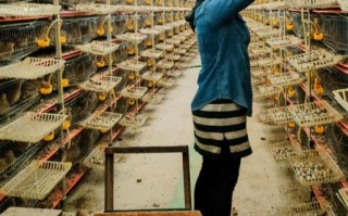 鹌鹑养殖大棚怎么建_鹌鹑养殖大棚成本多少钱