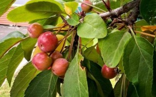 海棠果树图片_如何辨别品种