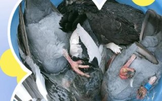 杀鸽子不放血科学吗_不放血对肉质影响