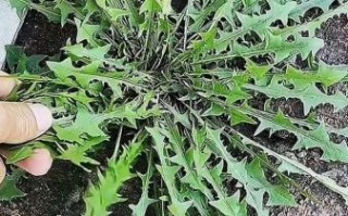 蒲公英种类大全_如何区分17种蒲公英