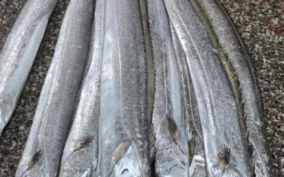 带鱼是鱼吗_带鱼属于什么鱼类