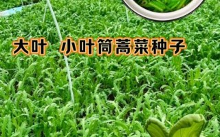 茼蒿为什么叫皇帝菜_皇帝菜名字的由来