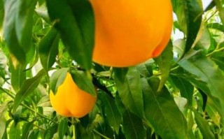 黄桃图片库怎么找_黄桃高清图片下载方法