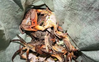 野生螃蟹怎么养_野生螃蟹能养活吗