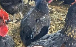 黑凤鸡养殖技术_黑凤鸡营养价值