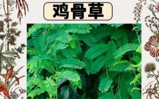 鸡骨草长什么样_鸡骨草图片特征