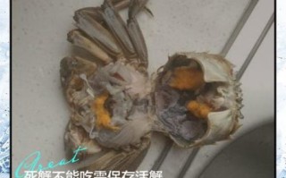 珍宝蟹死了可以吃吗_如何判断新鲜度