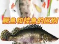 桂鱼是海鱼还是淡水鱼_桂鱼产地在哪里