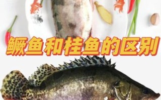 桂鱼是海鱼还是淡水鱼_桂鱼产地在哪里