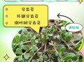 马齿苋有几种_马齿苋常见品种区别