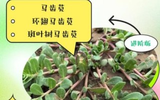 马齿苋有几种_马齿苋常见品种区别