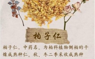 柏子仁的功效与作用及禁忌_柏子仁怎么吃效果最好