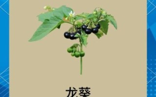 龙葵图片长什么样_龙葵与龙葵草区别