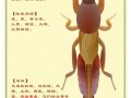 蝼蛄的功效与作用_蝼蛄能治什么病