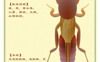 蝼蛄的功效与作用_蝼蛄能治什么病