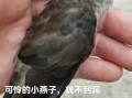 金丝燕图片大全大图_金丝燕长什么样