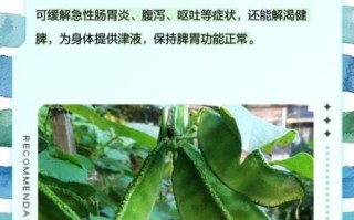 猪耳朵豆角怎么做好吃_猪耳朵豆角的做法大全