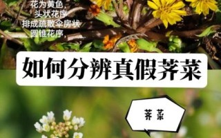 芨芨菜和荠菜的区别_如何快速辨认