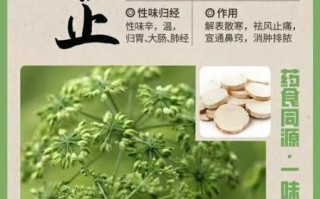 白芷的功效与作用_白芷怎么吃效果最好