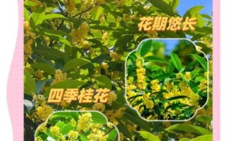 新鲜桂花怎么保存香味_桂花香味持久技巧