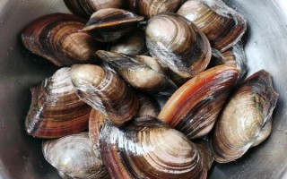 河蚌怎么清洗_河蚌怎么炒才好吃