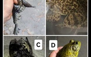 田鸡和青蛙的区别图片_田鸡是青蛙吗