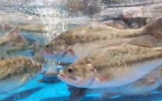 鲈鱼养殖成本与利润_鲈鱼养殖赚钱吗