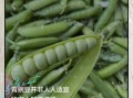 青豌豆的功效与作用禁忌_青豌豆什么人不能吃