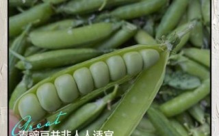 青豌豆的功效与作用禁忌_青豌豆什么人不能吃 青豌豆的功效与作用禁忌_青豌豆什么人不能吃