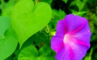 牵牛花图片怎么拍_牵牛花高清壁纸哪里下载