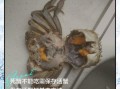 海螃蟹能在淡水里养吗_淡水养海蟹多久会死