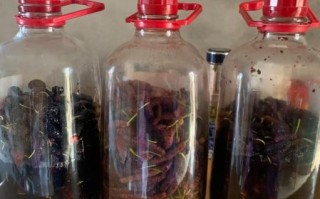 桑椹酒怎么酿_家庭自酿桑椹酒的做法