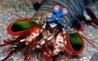 雀尾螳螂虾打碎鱼缸_雀尾螳螂虾攻击力有多强