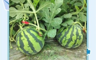 西瓜图片大全可爱_怎么拍才萌