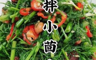 小茴香菜怎么做好吃_小茴香菜的做法大全