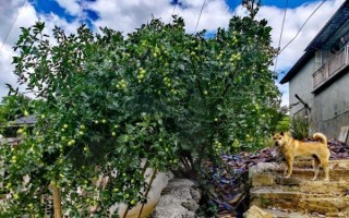 漂亮枣树图片大全_如何挑选高清素材