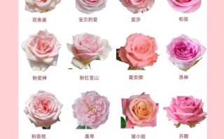 粉玫瑰花语是什么_粉玫瑰适合送谁