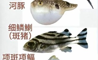 海鱼种类大全_常见海鱼名称图片