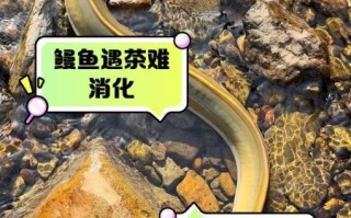 鳗鱼的营养价值与禁忌_哪些人不能吃鳗鱼