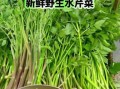 野生水芹菜能吃吗_野生水芹菜怎么辨认