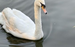 鹅图片大全可爱图片_如何挑选萌翻天的鹅图
