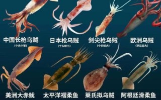 鱿鱼和乌贼的区别_章鱼是墨鱼吗