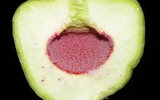 爱玉子是什么植物_爱玉子怎么吃